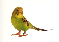 Language Builder Animals 1 - cards - by Stages Learning - TrE