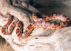 Language Builder Animals 1 - cards - by Stages Learning - TrE