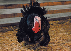 Language Builder Animals 1 - cards - by Stages Learning - TrE