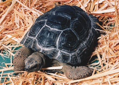 Language Builder Animals 1 - cards - by Stages Learning - TrE