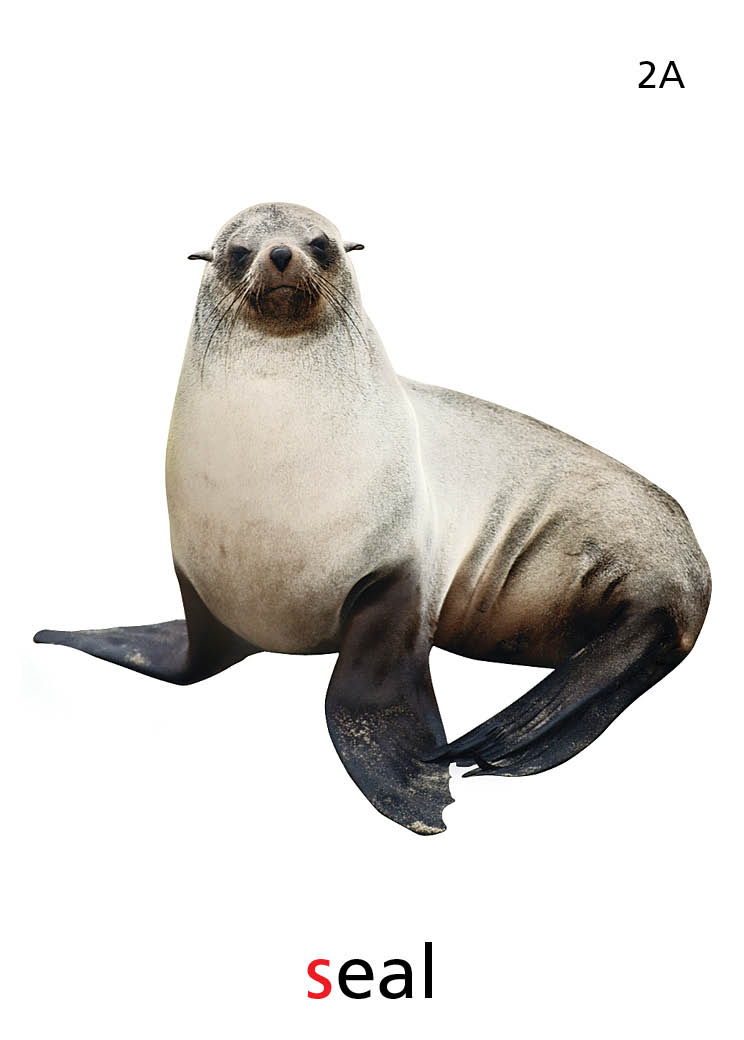 Artic Photos S Fun Deck® - cards - by Super Duper Publications - TrE