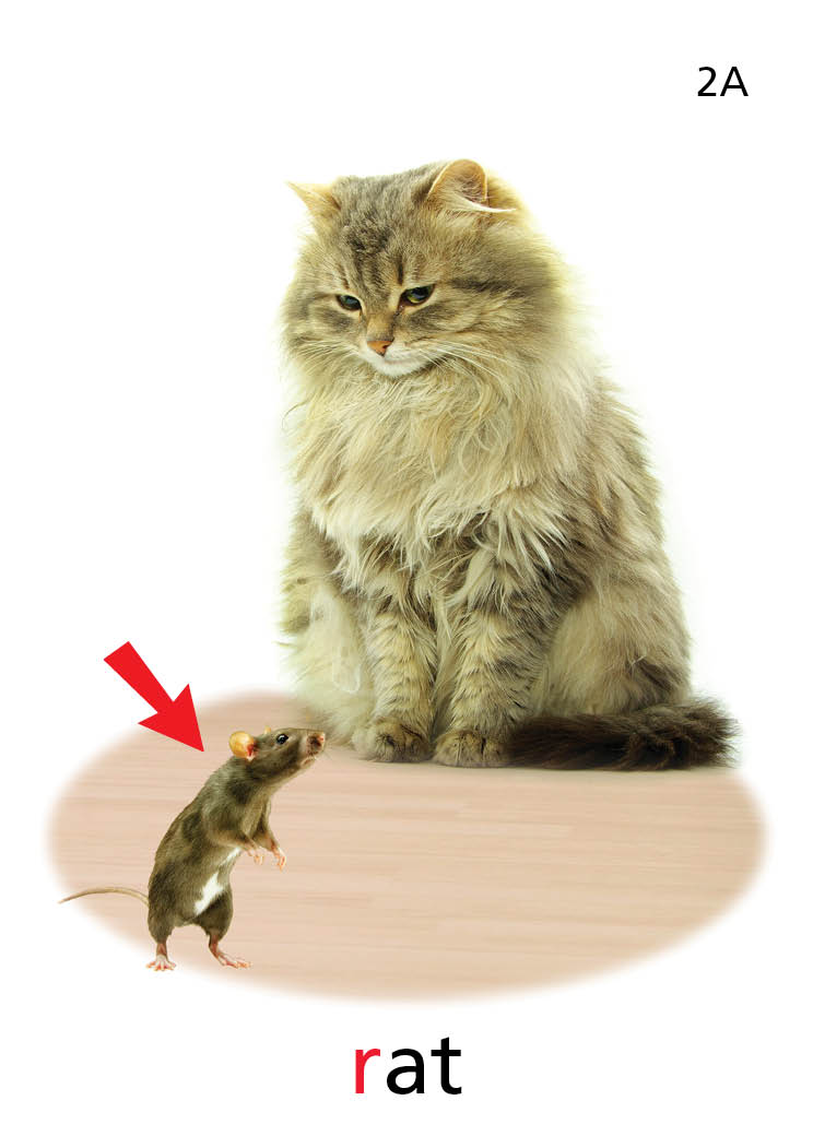 Artic Photos R Fun Deck® - cards - by Super Duper Publications - TrE