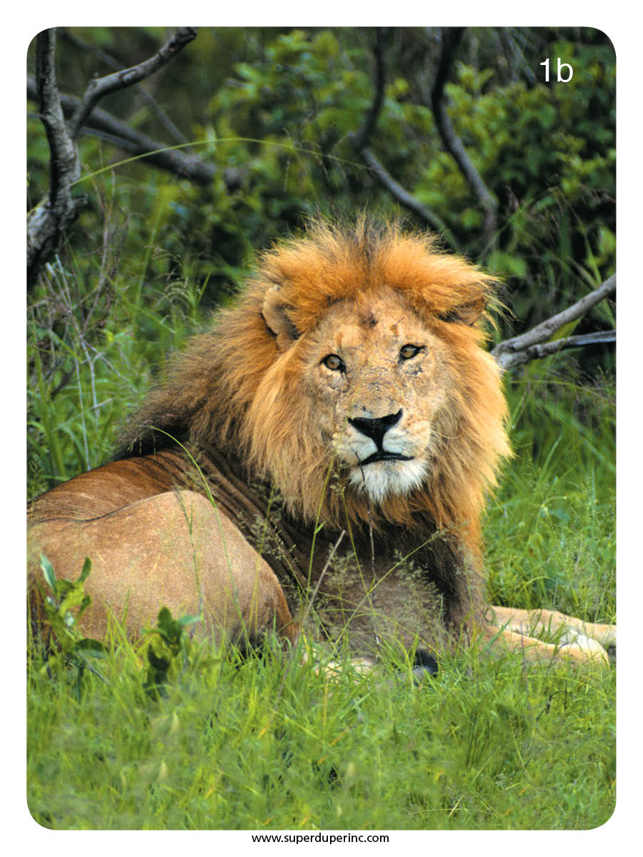 Webber Photo Cards - Animals - cards - by Super Duper Publications - TrE